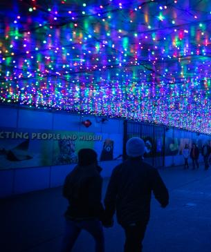 Wildlights 2024 | Columbus Zoo and Aquarium